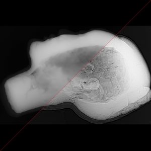 NDT software - DR - RT - CT - Maestro - Applications - X-RIS
